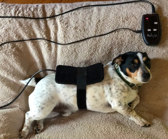 Canine IR1 – Shop-RevitaVet